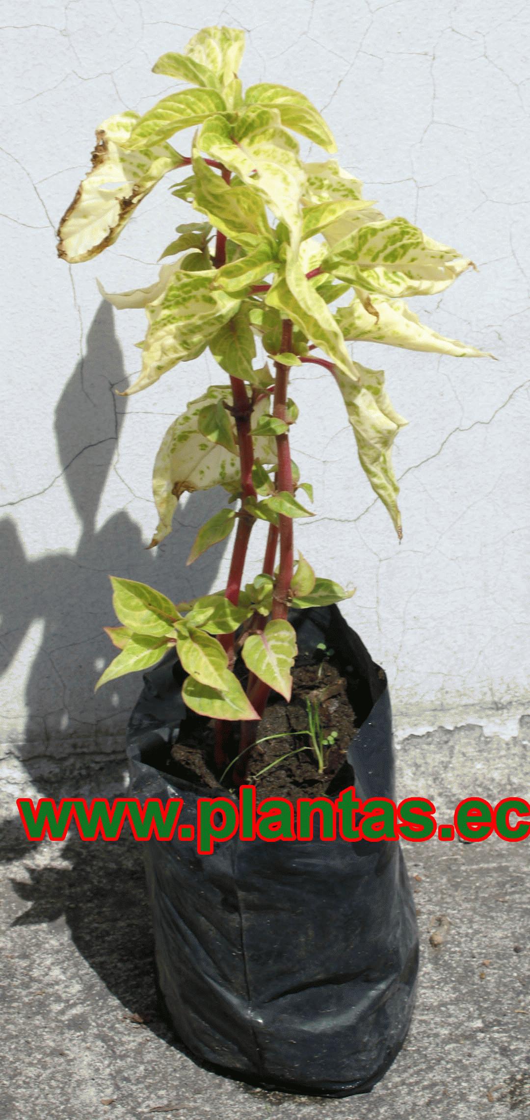 Escancel en Vivero Plantas Ecuador, venta en Quito y envios a todo el pais