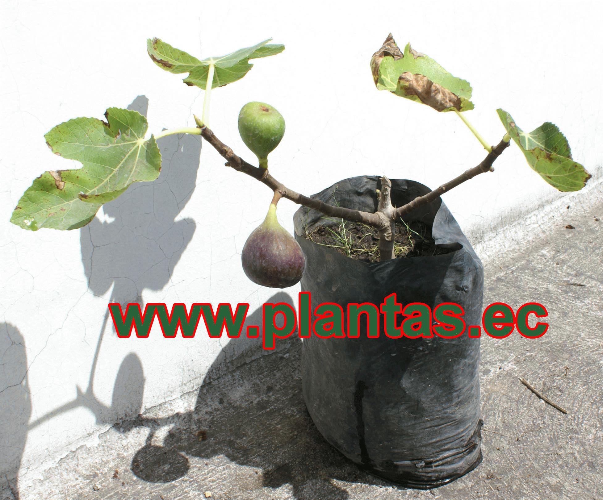 Higo en Vivero Plantas Ecuador, venta en Quito y envios a todo el pais