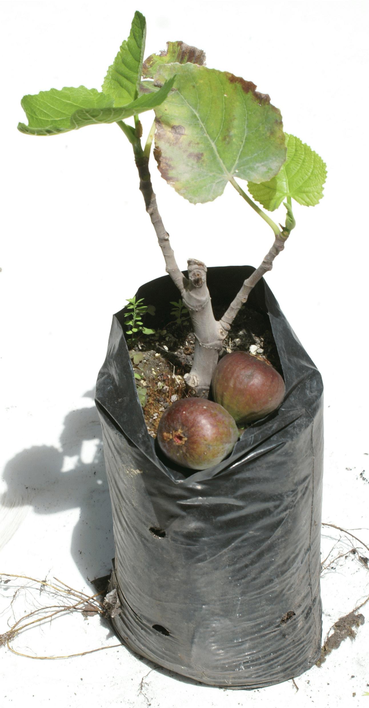 Higo en Vivero Plantas Ecuador, venta en Quito y envios a todo el pais